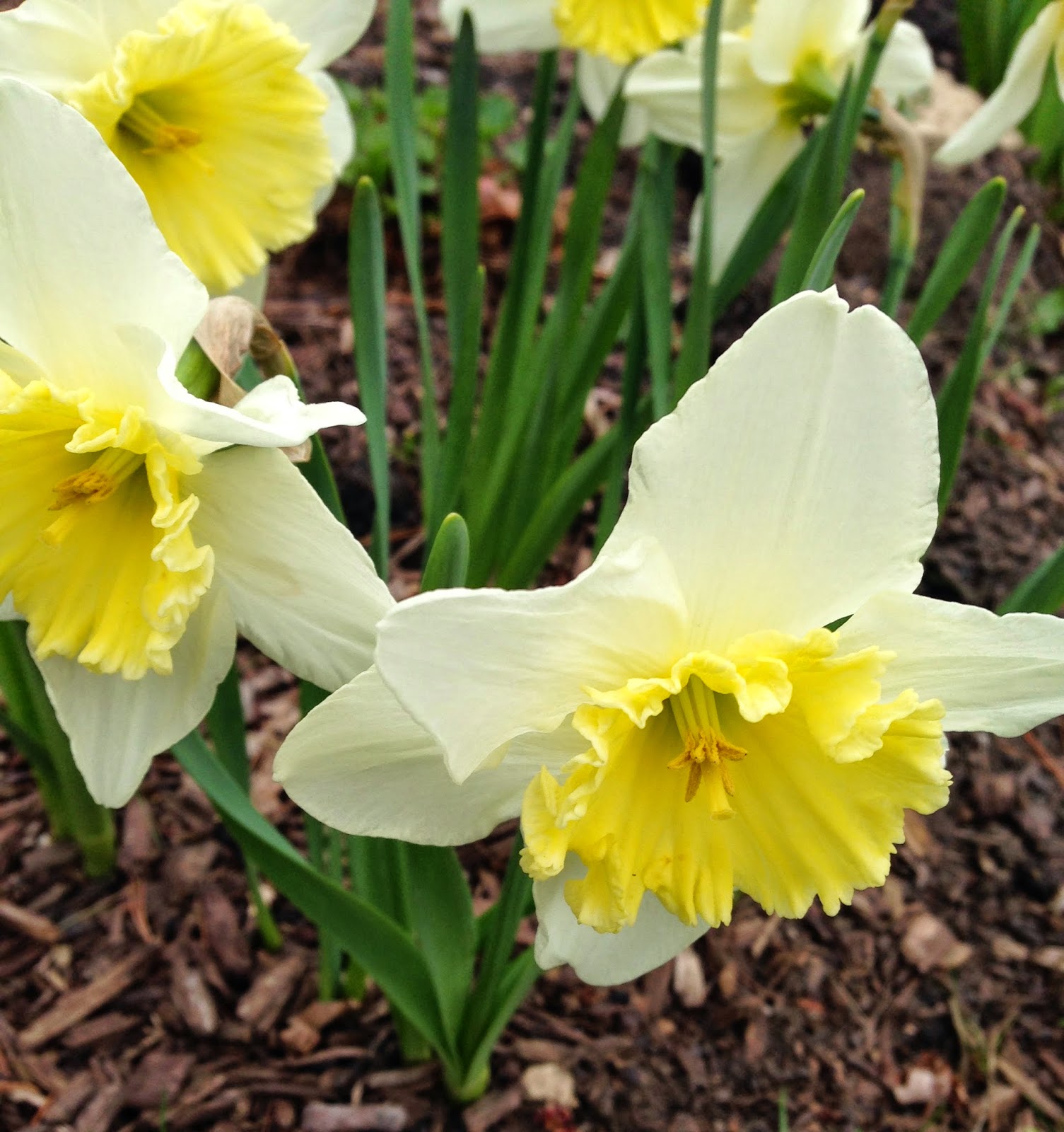 My Garden Diaries April 2015 my-garden-diaries-april-2015
