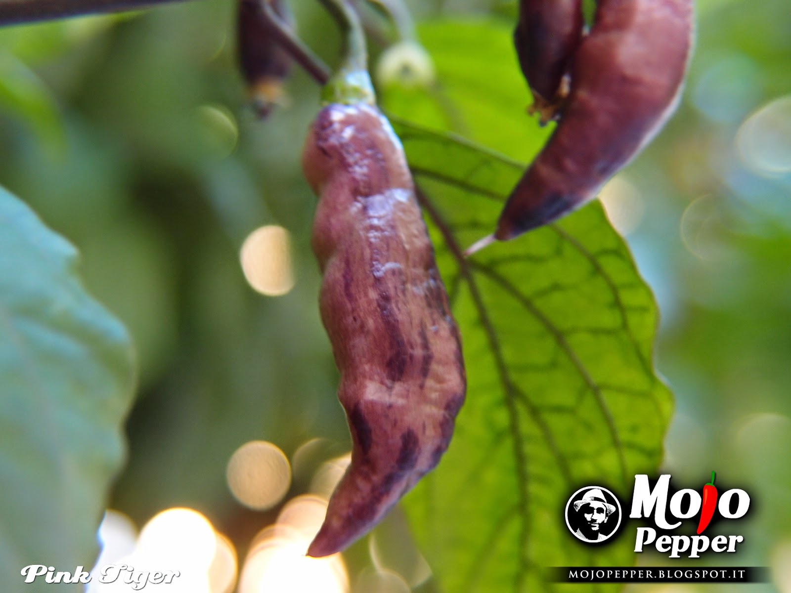 The Mojo Pepper - Just a Chili Pepper grower: Pink Tiger, BBG7 MAMP ...