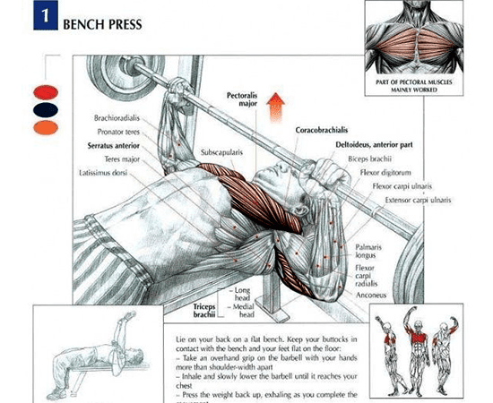 FITNESS UNTUK HIDUP LEBIH BERKUALITAS: Latihan Compound ( Compound ...