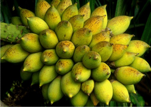 MIRANDA-MS PARAÍSO ECOLÓGICO E CULTURAL: FRUTAS NATIVAS DA REGIÃO DO ...