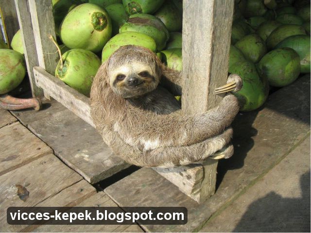 Vicces képek oldala: Lajhár