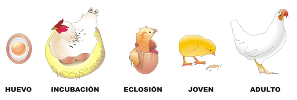 CICLO VIDA ANIMAL
