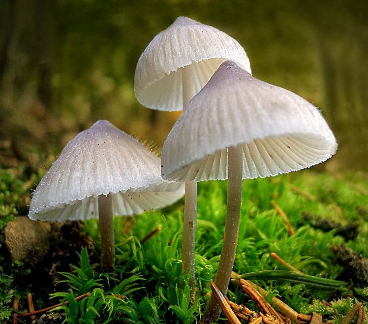 novofoto: Consejos para Hacer Buenas Fotos a las Setas