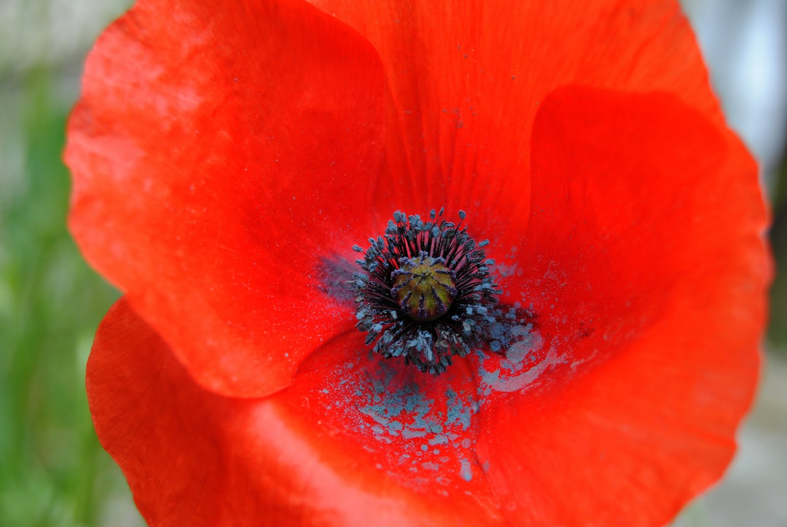 Justine Photographie: "La plus belle de toutes les fleurs est la fleur ...