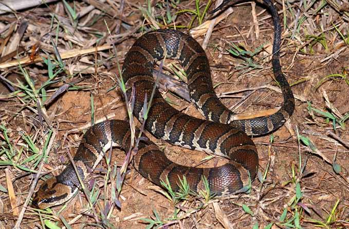 งูหัวกะโหลก (Homalopsis buccata) - งูไทย ใจกล้า