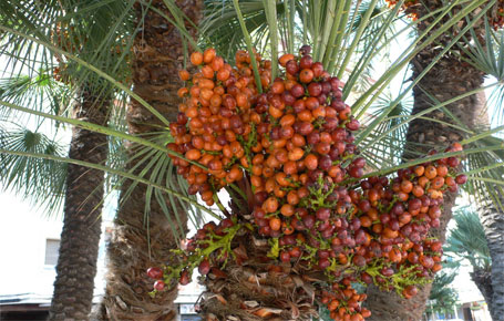 Aprendendo Croata: VOĆE - FRUTAS