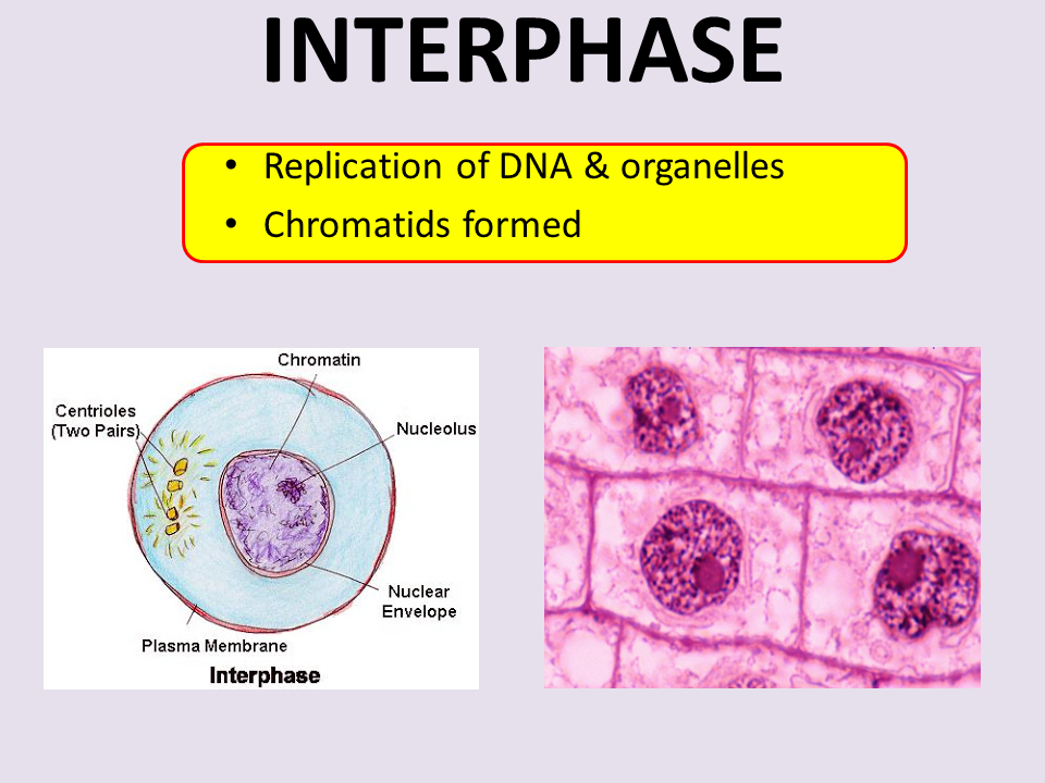 Grade 11: Chapter 2 - THE MITOTIC CELL CYCLE