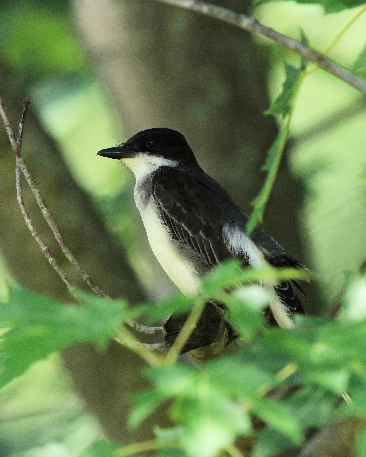 Birds from Behind : We Are Going For a Ride in the WABAC Machine!