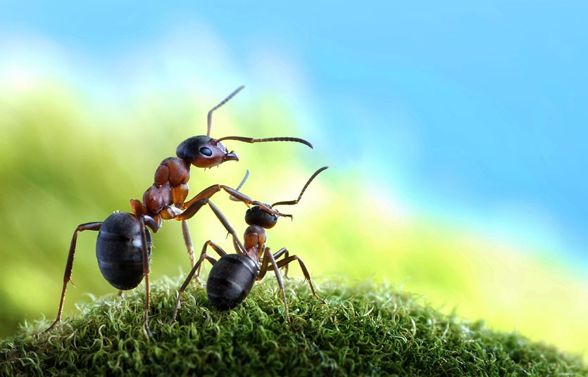 Ant tales by Andrey Pavlov (15 pics) | Amazing Creatures