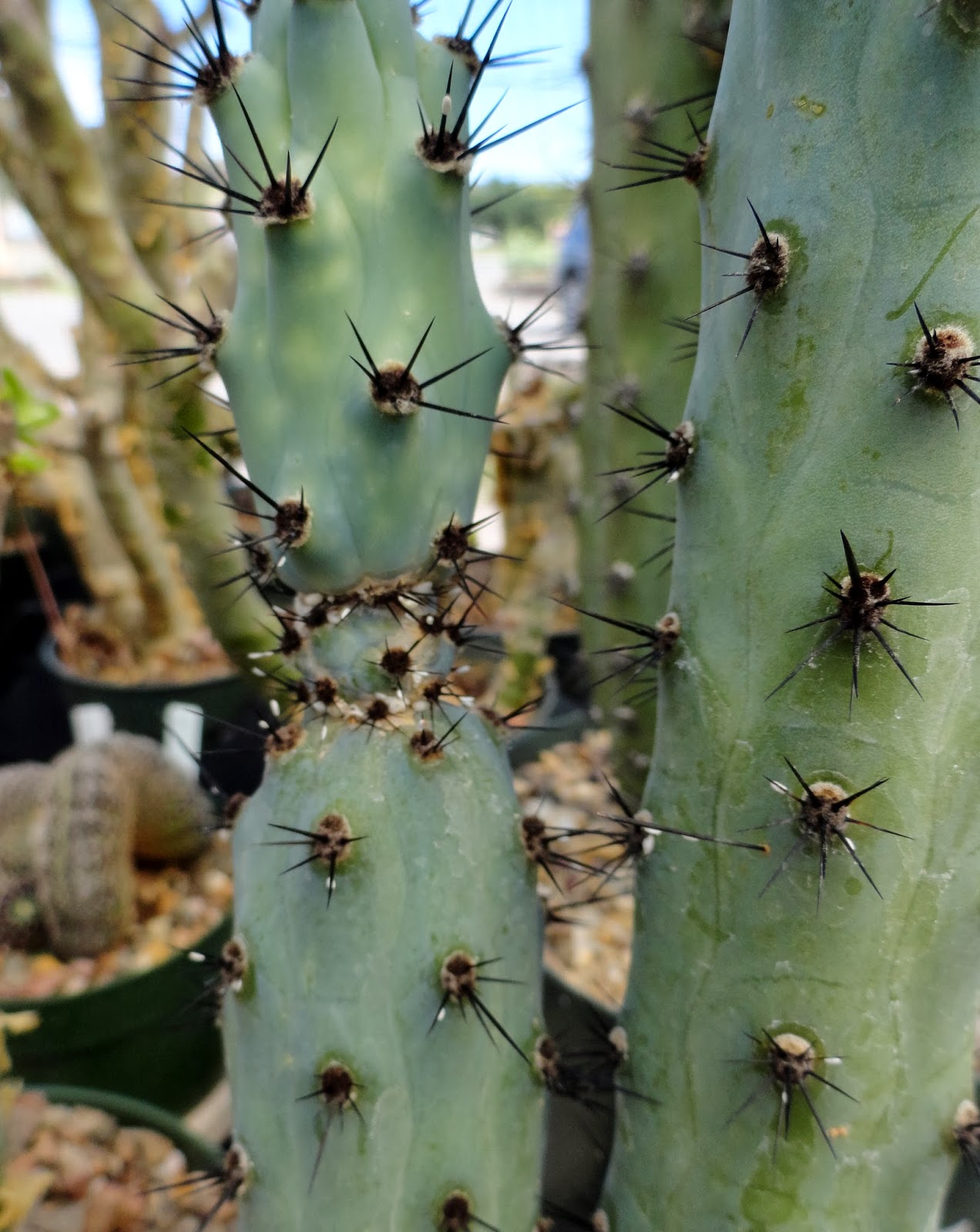 danger garden: Buffalo Bill’s Exotic Cactus Ranch, again (yawn….)