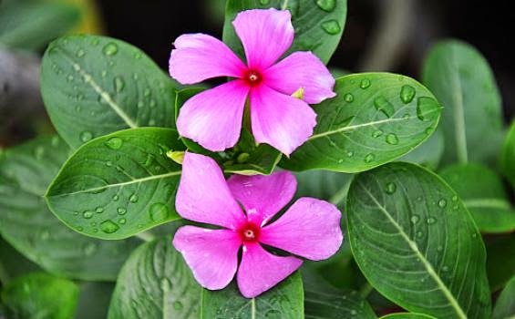 Manfaat Dan Kegunaan Daun Tapak Dara Bagi kesehatan Tubuh - Tips Dan ...