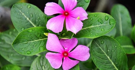 Manfaat Dan Kegunaan Daun Tapak Dara Bagi kesehatan Tubuh - Tips Dan Info Kesehatan