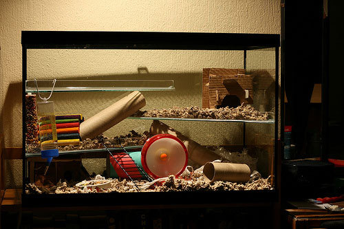 Hamster World: August 2012