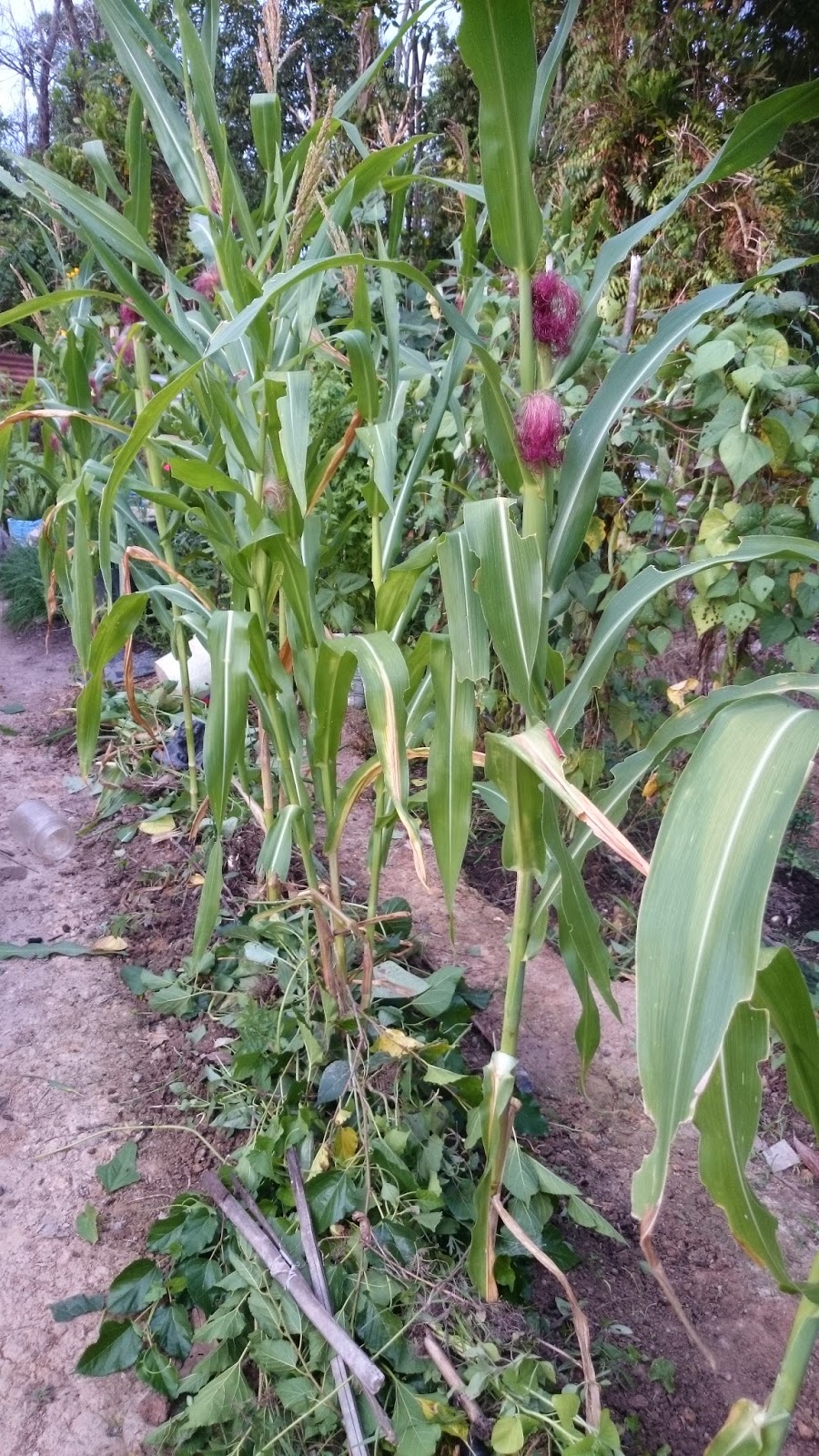 MENUAI BUAH JAGUNG PULUT MUSIM PERTAMA DI KBR - Rangkuman Cara Bertanam ...