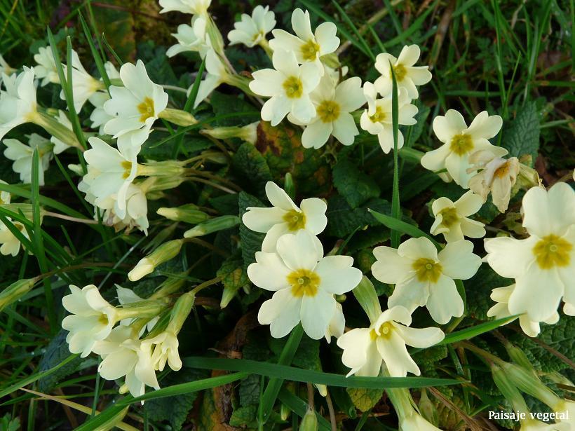 Paisaje vegetal: Floraciones de febrero