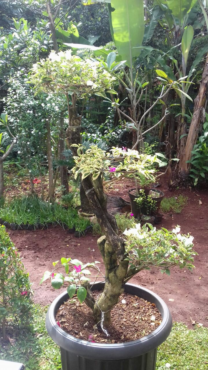 Paling Bagus 29+ Gambar Bonsai Bunga Bougenville - Gambar Bunga Indah