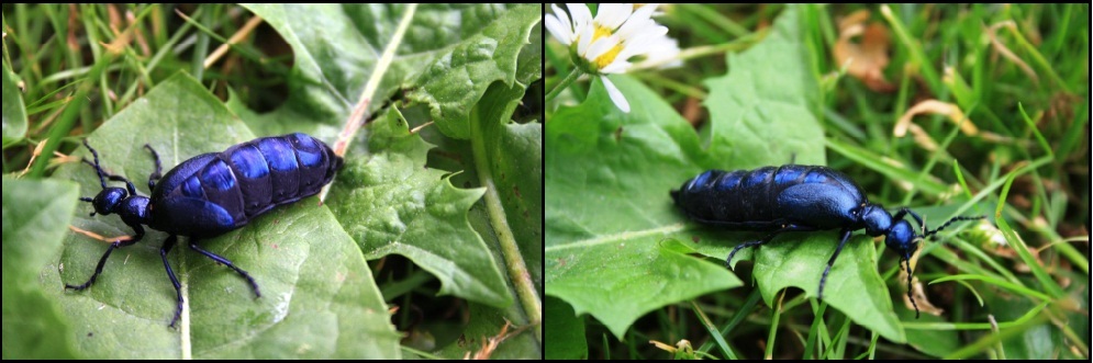 Amb el cap ple d'ocells...: Insectes espectaculars!