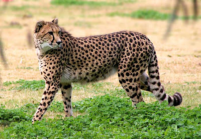 Cheetah | Wildlife Info-Facts and Photos | The Wildlife
