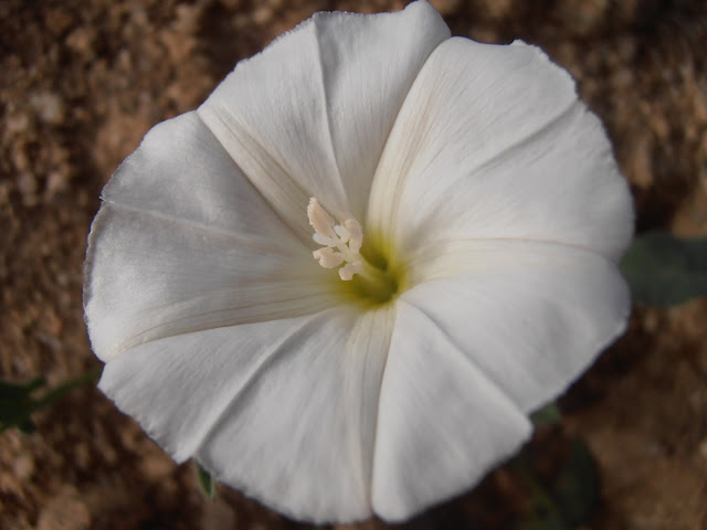 CORREHUELA: Convolvulus arvensis | Plantas rioMoros