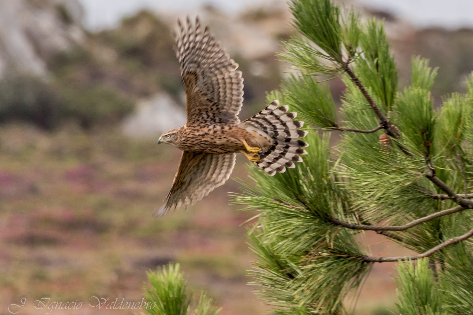 DocNatureBlog: En Peñas, mi ave rapaz favorita. Azor Común (Accipiter ...