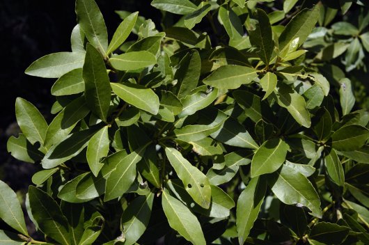 La Gaveta de Aguere: El Laurel.