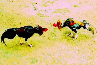 Teknik Tarung Ayam Bangkok | KING ROOSTER FARM