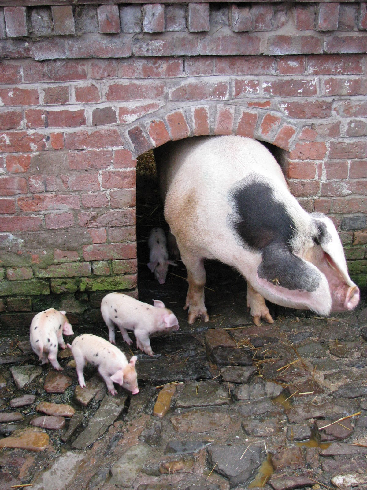 Willowbrook Park: Pig Hilton Mark 2...