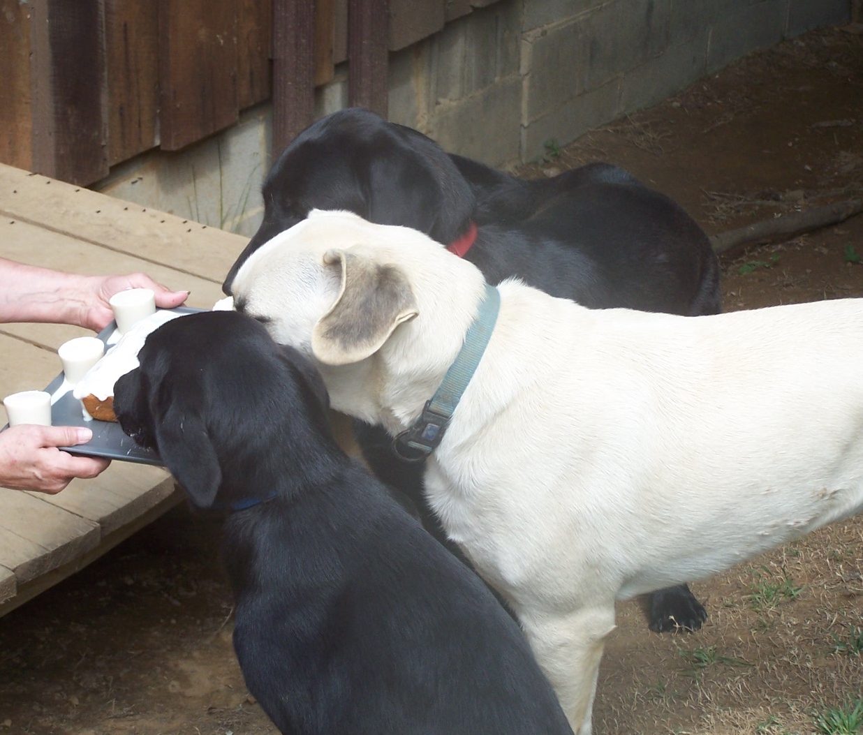 Good Things for Dogs