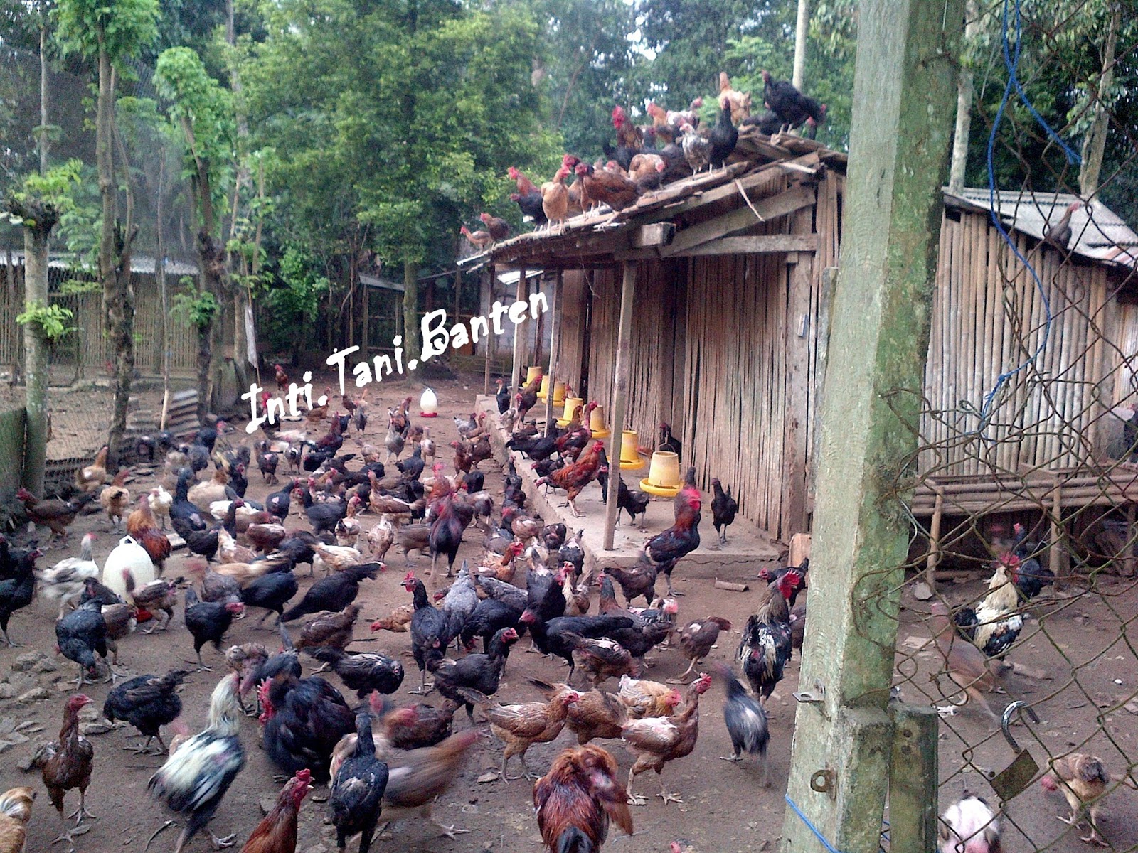 Ayam Kampung Unggul Badan Litbang (KUB) "Inti Tani Banten": Sistem ...