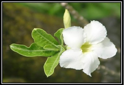 Studi Saya: Bentuk-bentuk dasar Bunga