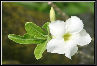 Studi Saya: Bentuk-bentuk dasar Bunga