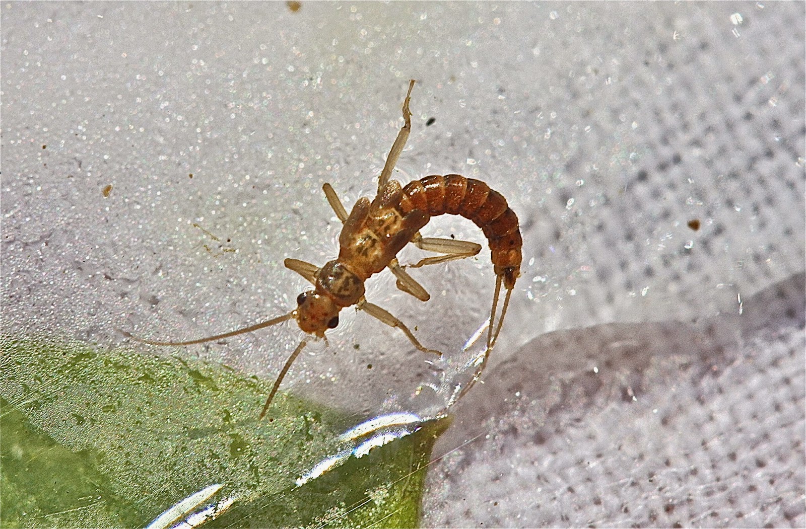 Aquatic Insects of Central Virginia: Rolled-winged stoneflies ...
