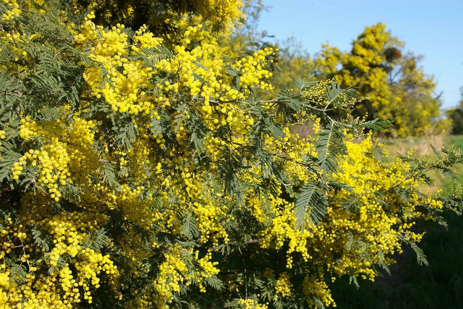 10 SEMI DI BLACK WATTLE "Acacia mearnsii " | eBay