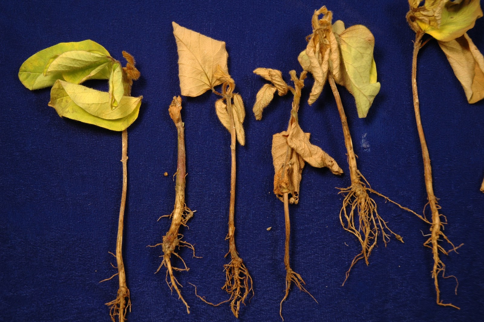 University of Illinois Plant Clinic: U of I Plant Clinic June Crop ...