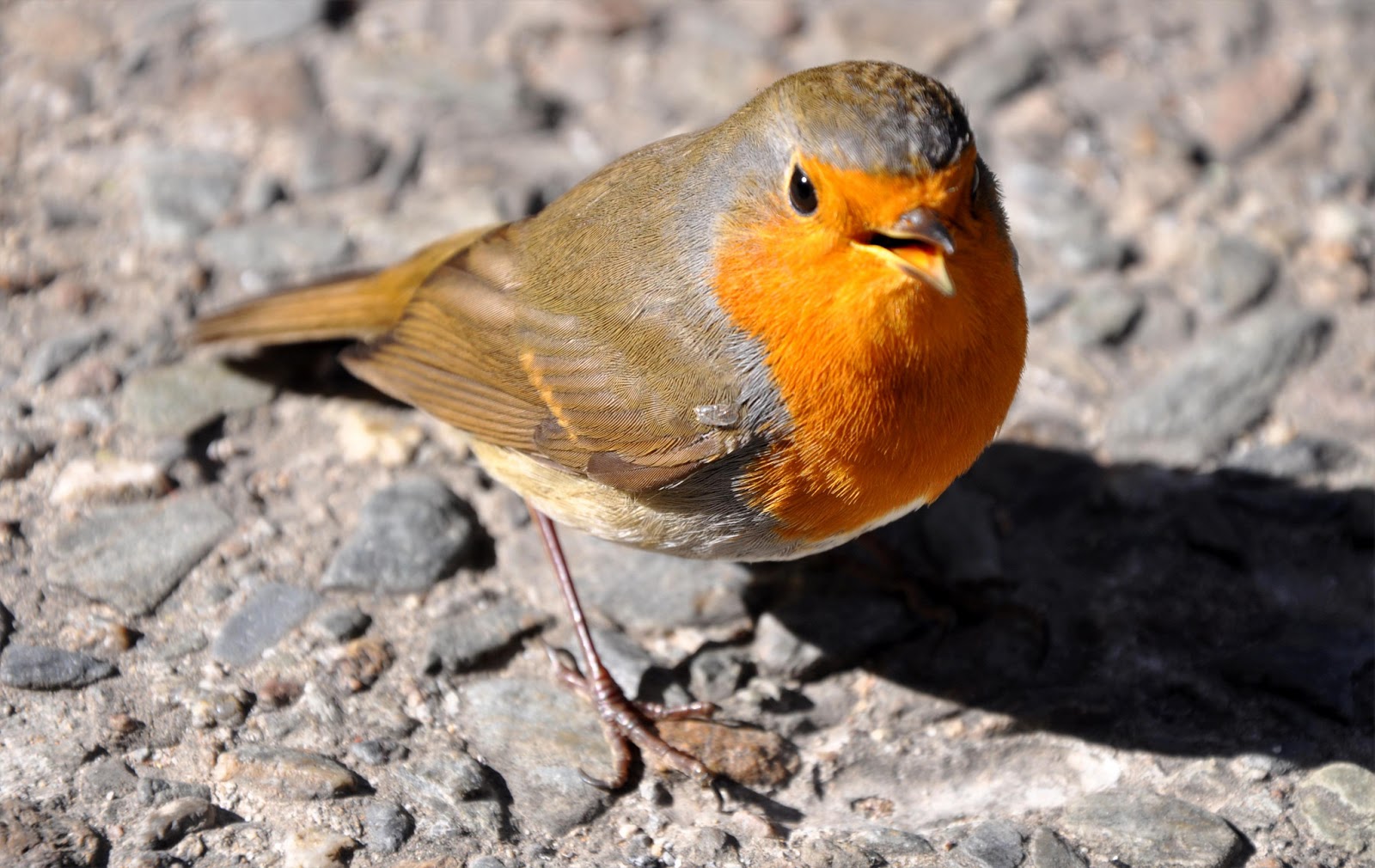 Els animals: Els animals del bosc