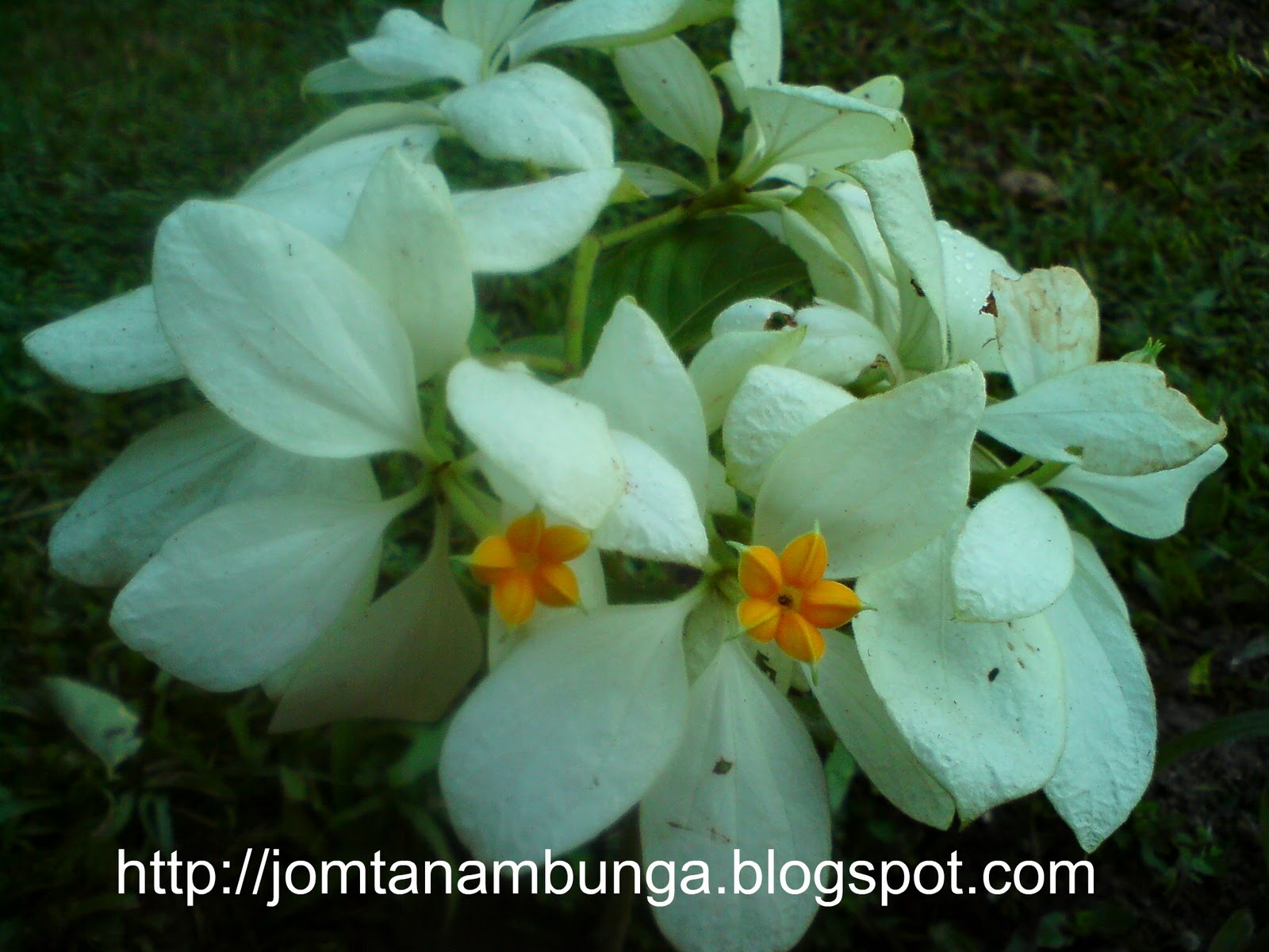 Jom Tanam Bunga: Album Bunga