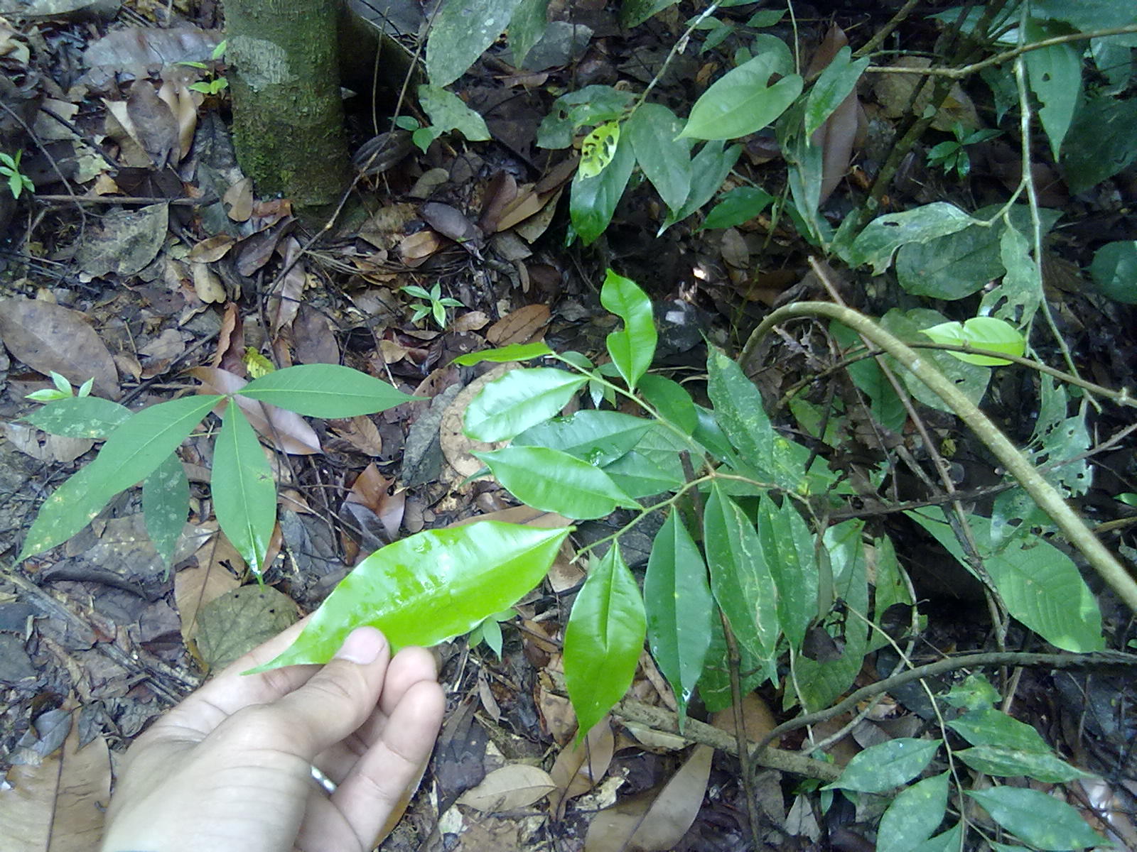 Gaharu dan Lebah Madu: Jumpa Pokok Gaharu Besar Di Hutan