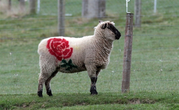 DeltaBluez Stockdogs: Red, blue, green and other colored sheep!