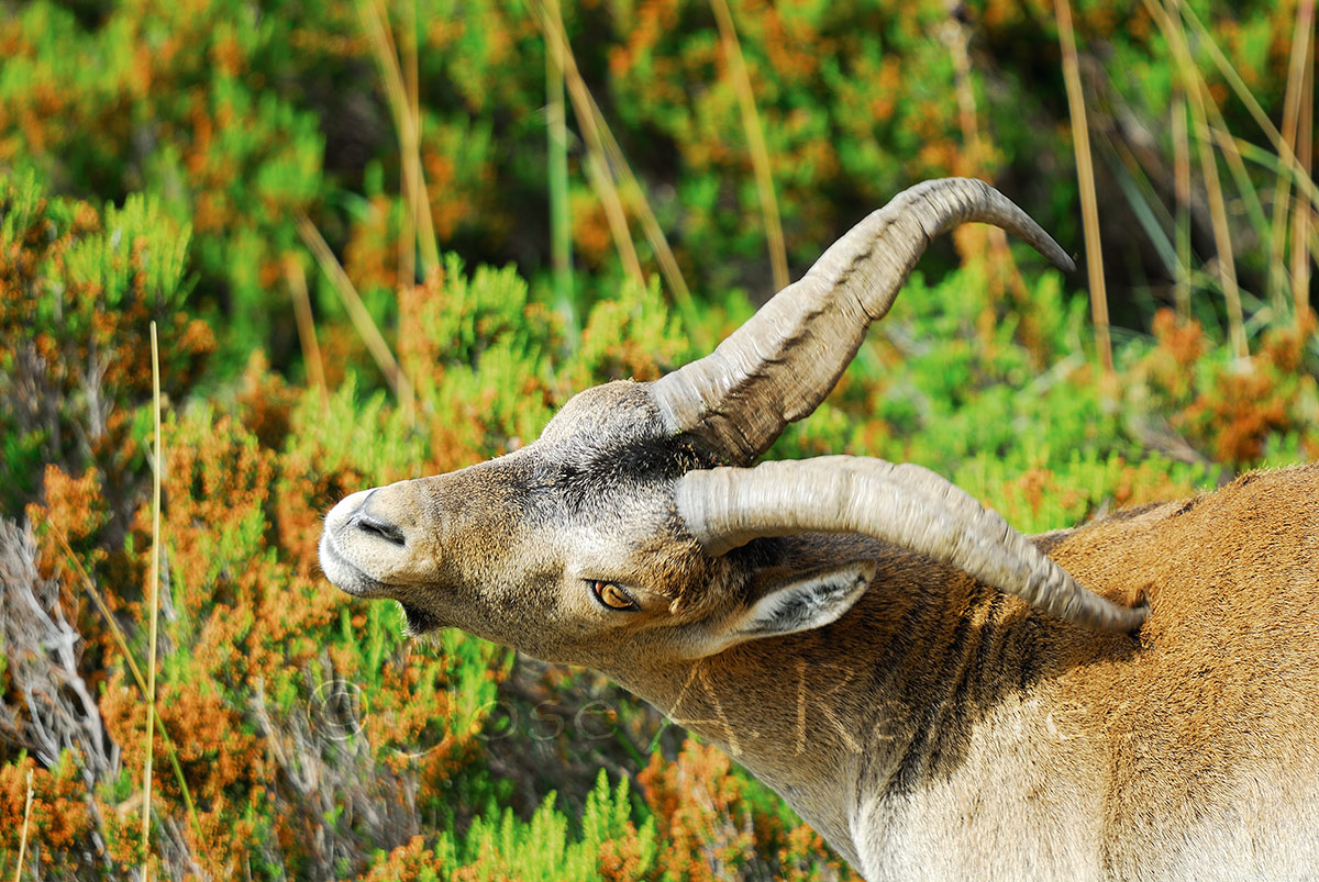José A. Ramírez, fotografía y naturaleza: Íbice ibérico