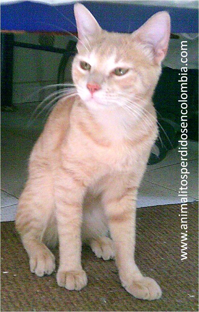 Animalitos Perdidos en Colombia: PERDIDO GIRÓN SANTANDER - GATO CRIOLLO ...