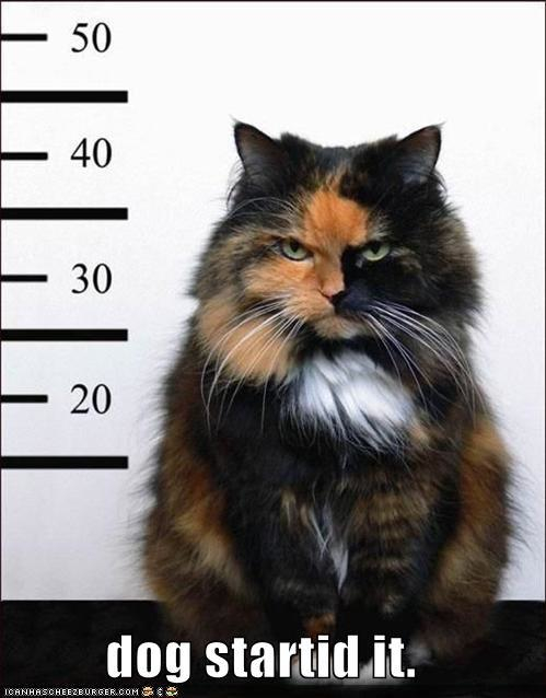 Kylie Griffin's Blog: Cat-urday! - Cats with Attitude (Again!)