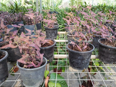 BUMI HIJAU NURSERY (002279488-D): Pokok Rama-rama merah