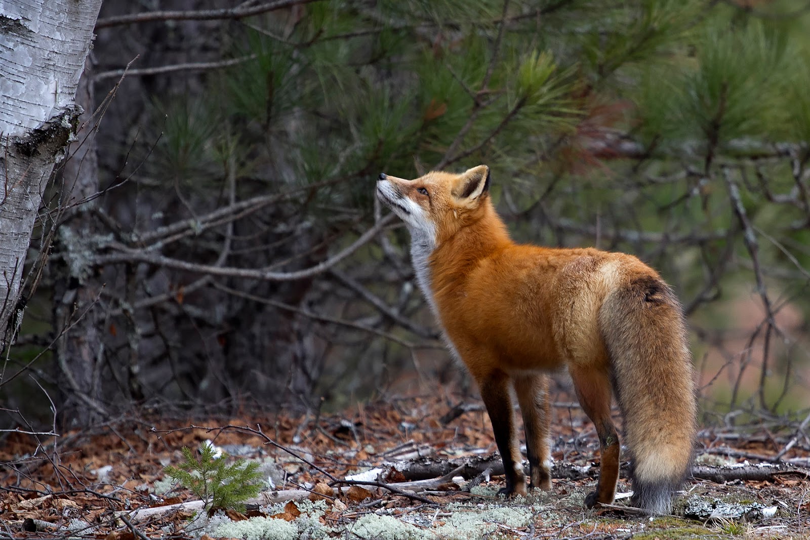 Ann Brokelman Photography: Red Fox climbing a tree!!!!