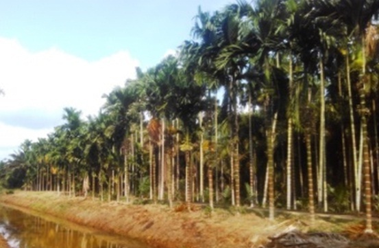 Transformasi Spatial dan Budidaya Tanaman Pinang di Kota Depok ...