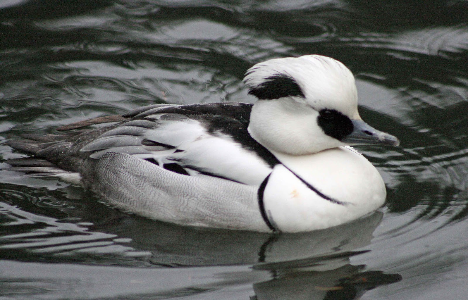 Maple Cross Birding: WWT London Wetland Centre