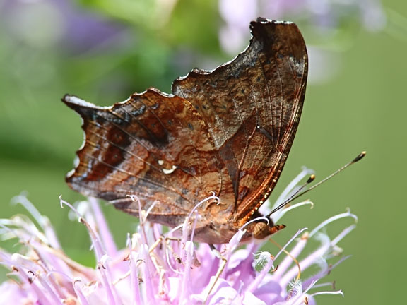 Ecobirder: That Is The Question.