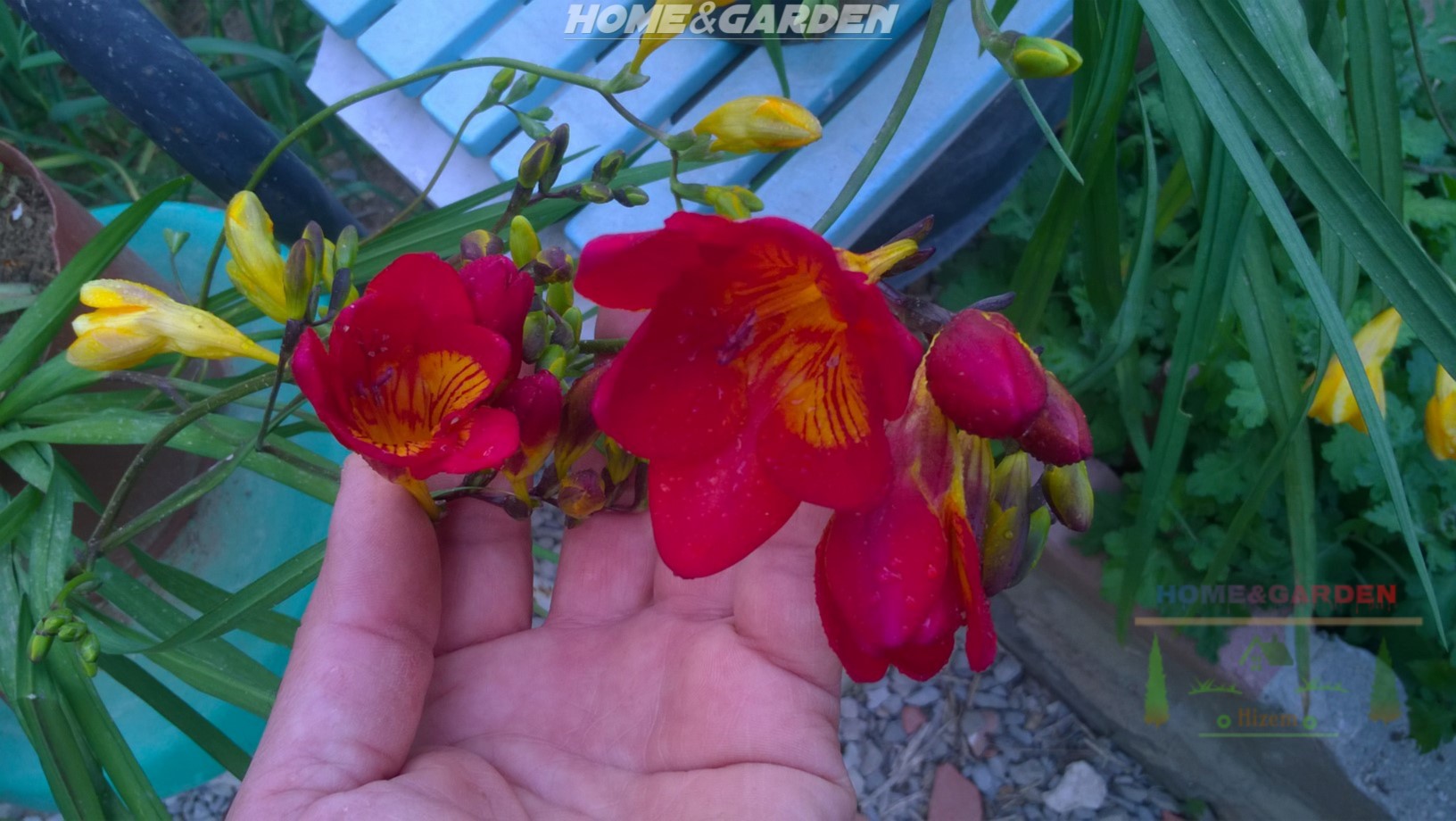 How to Grow Freesias in Pots