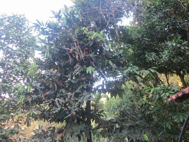 M Tech Images: Mabolo Fruit (മബോളോ) - Velvet Apple
