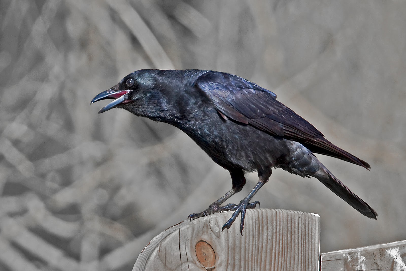 Peterborough Bird Club Gallery: Carrion Crow