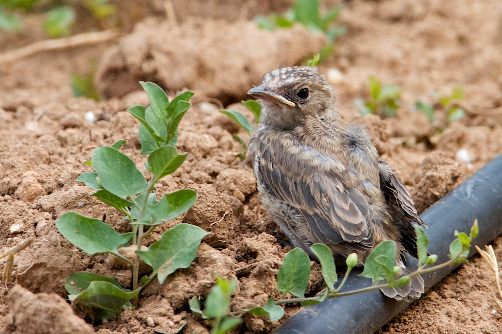 Charlie Sargent's bird ringing: Majorca birds